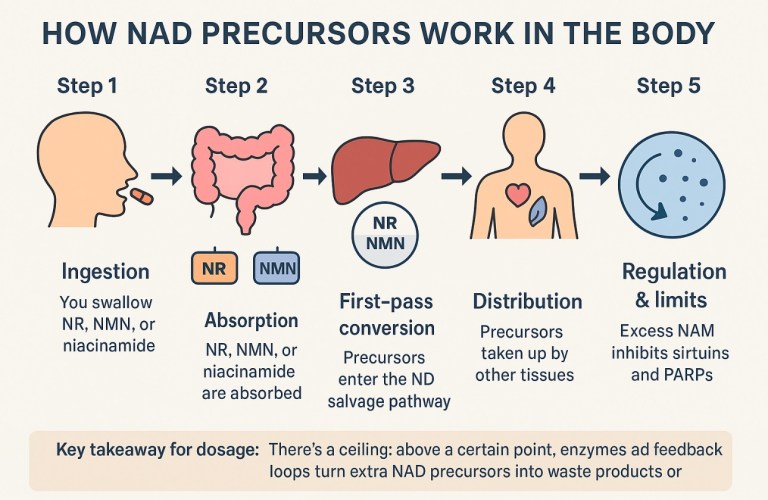 How NAD Precursors Work in the Body or what do I need to understand ...